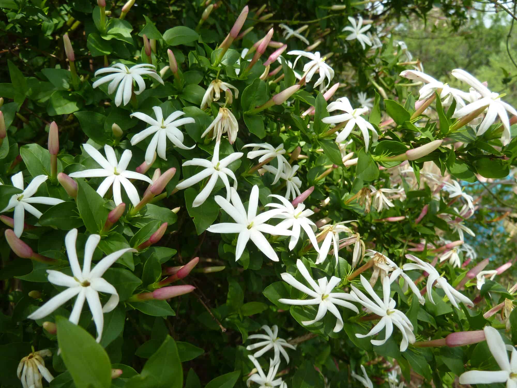 African Jasmine - Desert Horizon Nursery