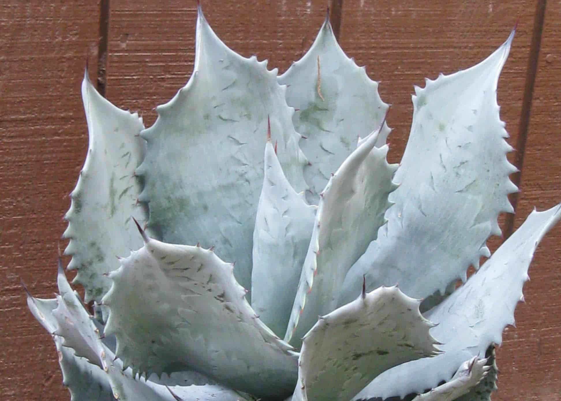 Big Toothed Agave - Desert Horizon Nursery