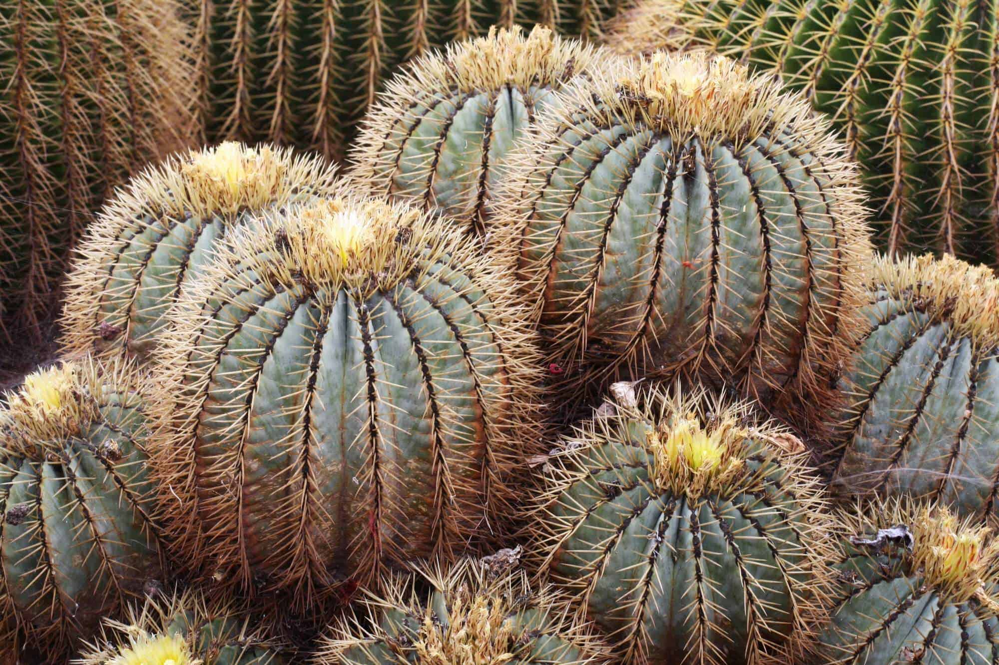 Blue Barrel Cactus - Desert Horizon Nursery