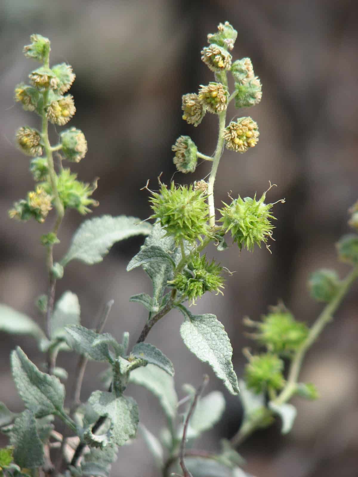 Bursage - Desert Horizon Nursery