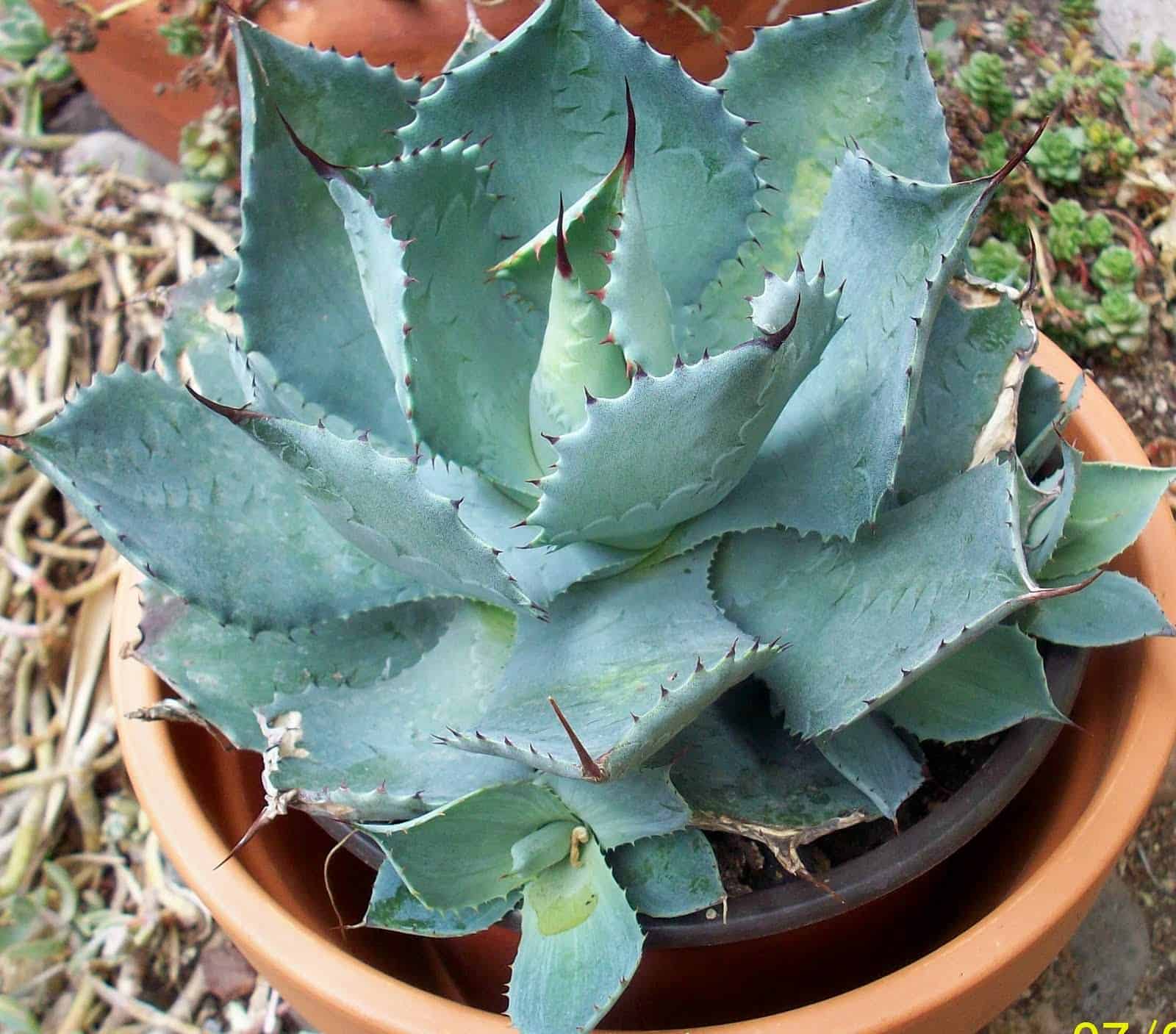 Cameron Blue Agave - Desert Horizon Nursery