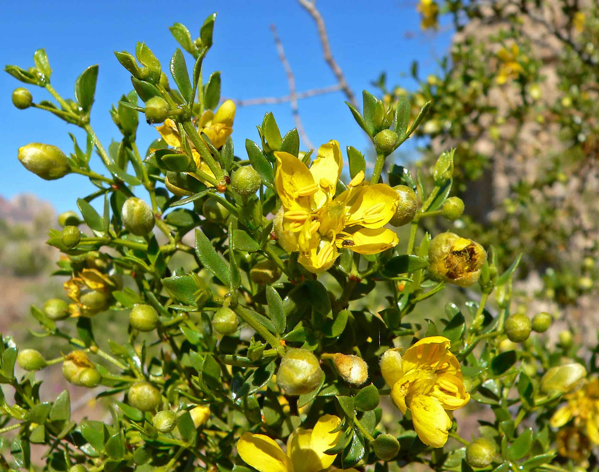 Creosote Bush - Desert Horizon Nursery