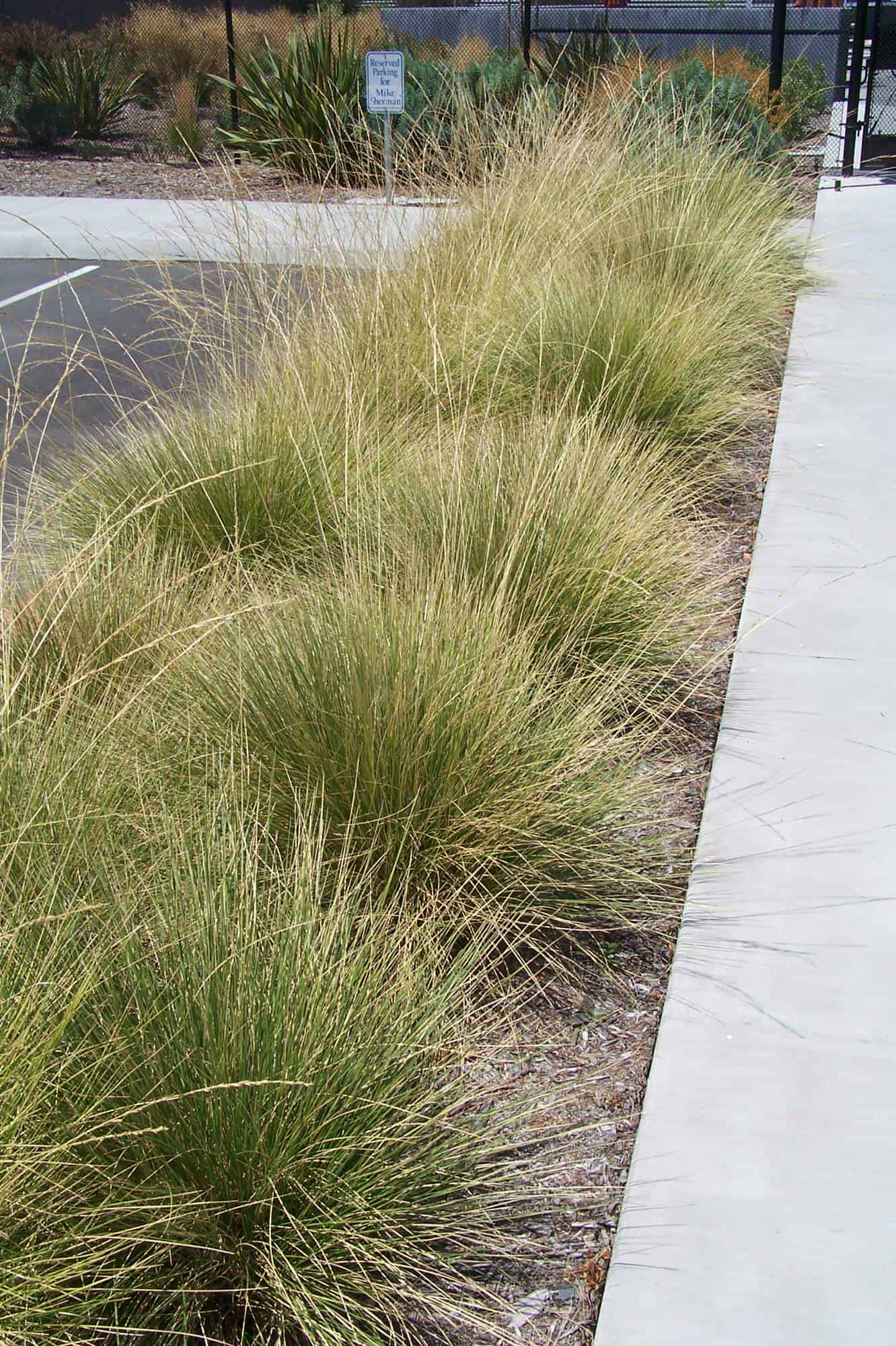 Deer Grass - Desert Horizon Nursery