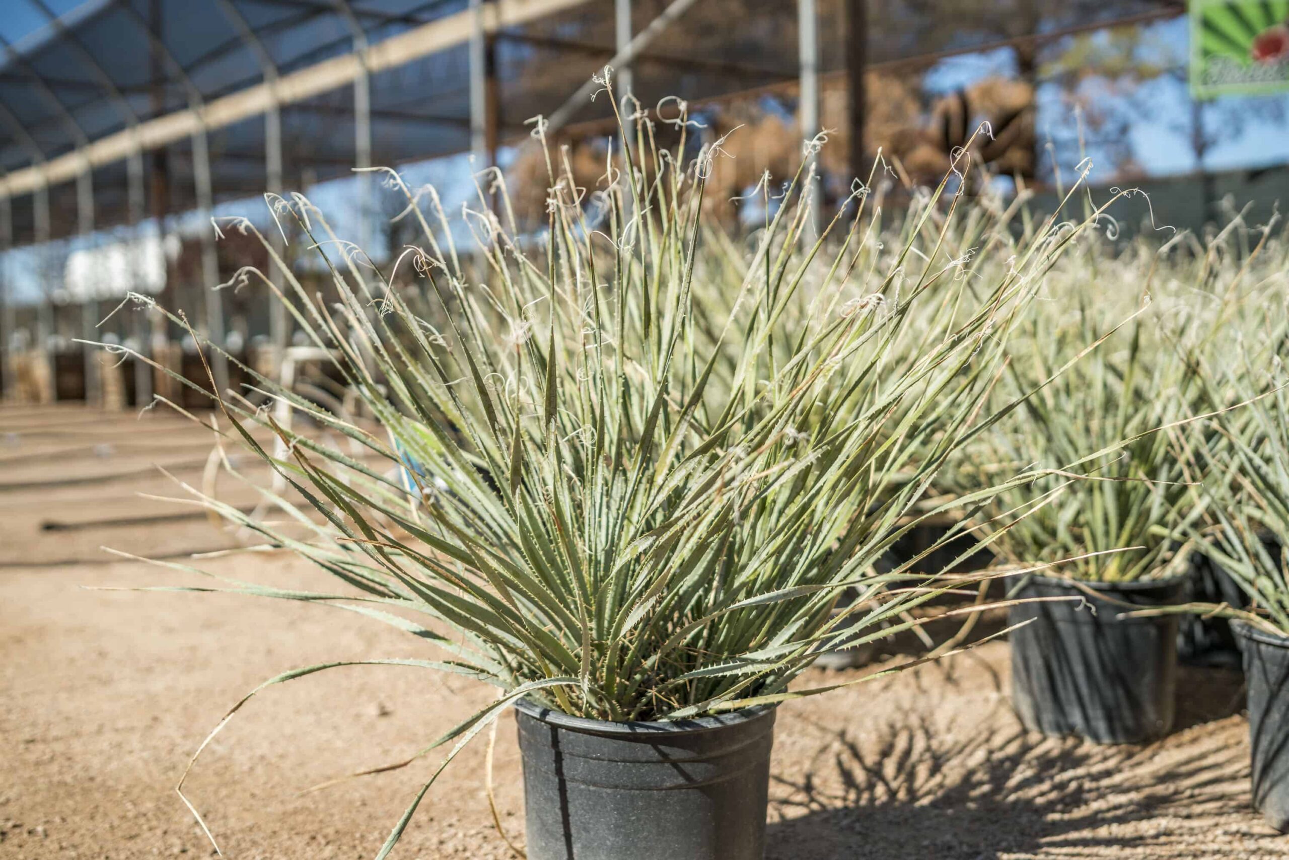 Desert Spoon-Green - Desert Horizon Nursery