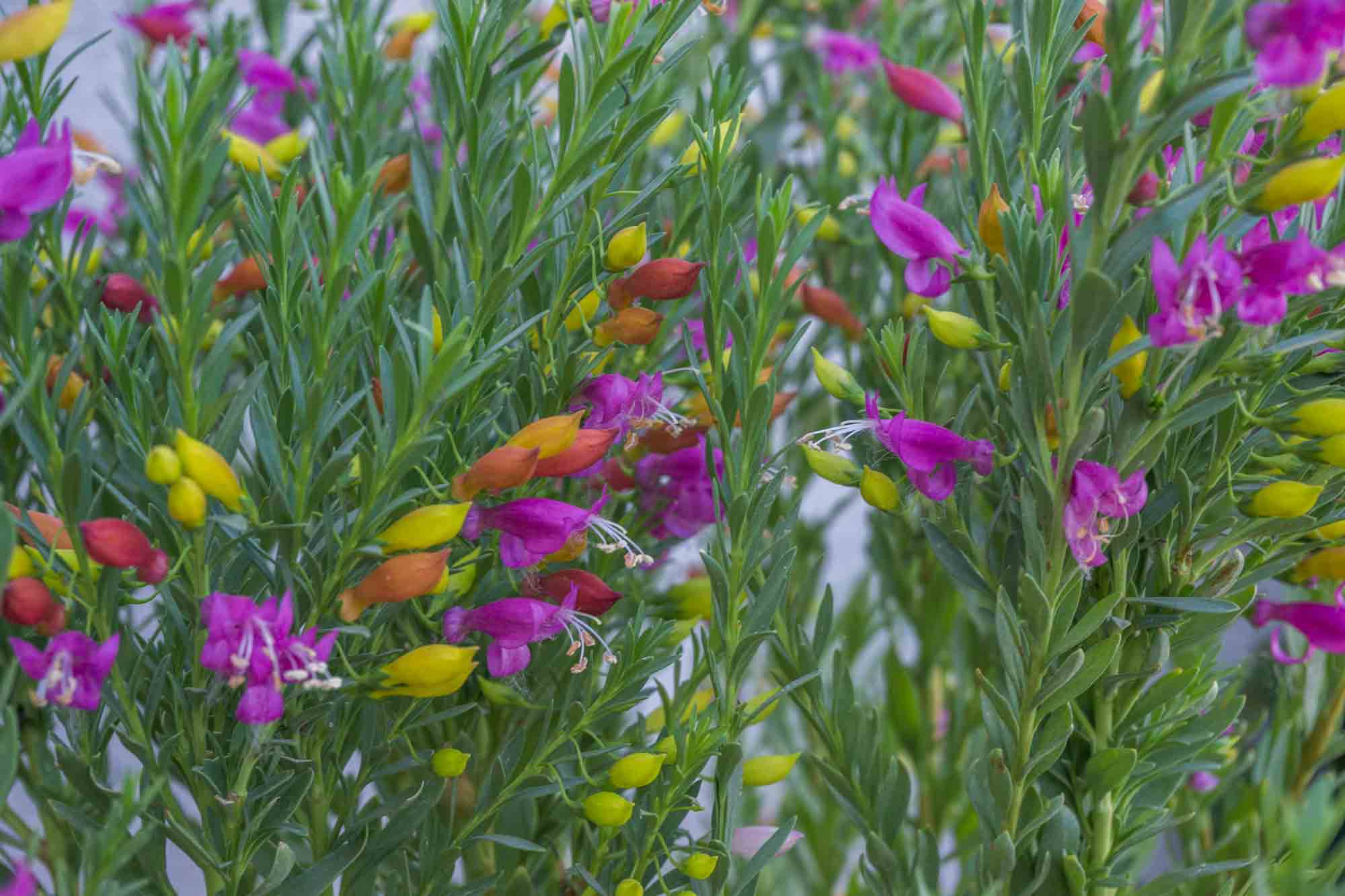 Easter Egg Emu - Desert Horizon Nursery