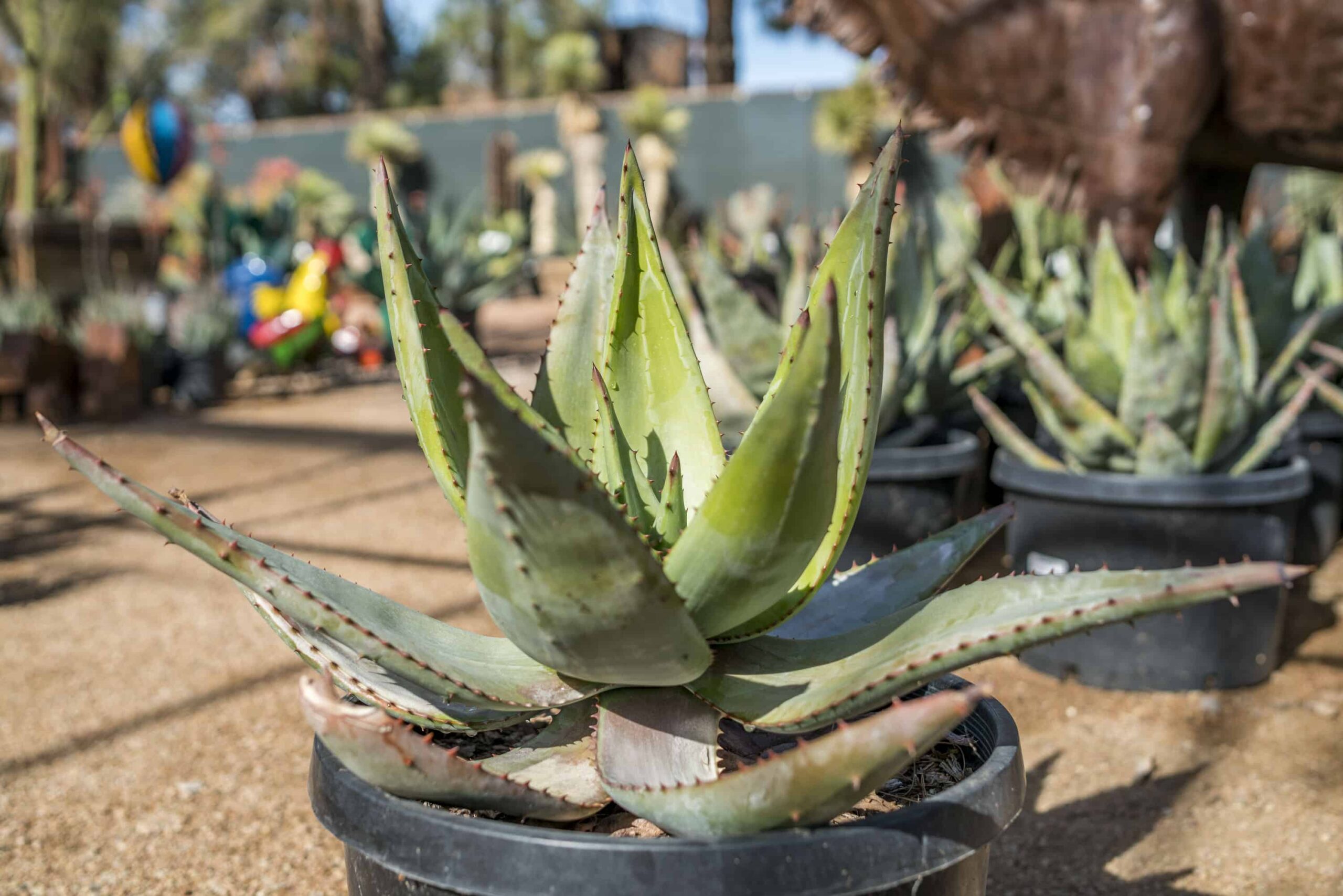 Flat Flowered Aloe - Desert Horizon Nursery