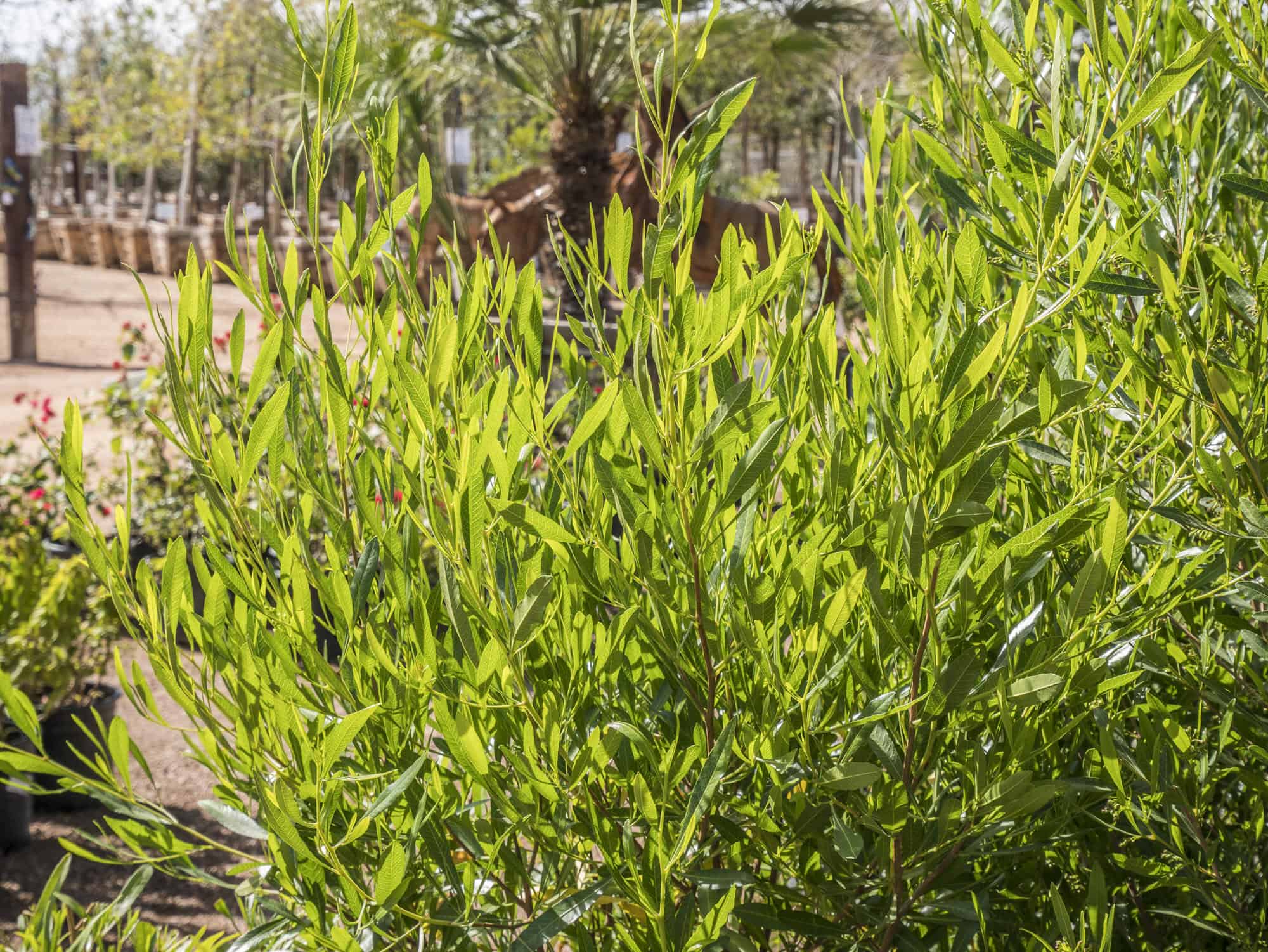 Green Hopseed - Desert Horizon Nursery