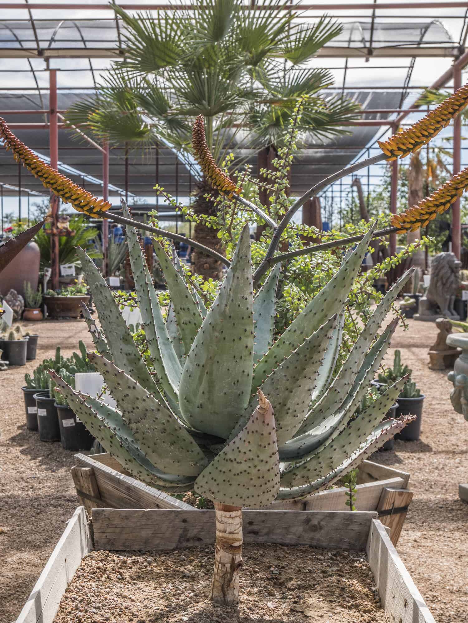 Hercules Aloe - Desert Horizon Nursery