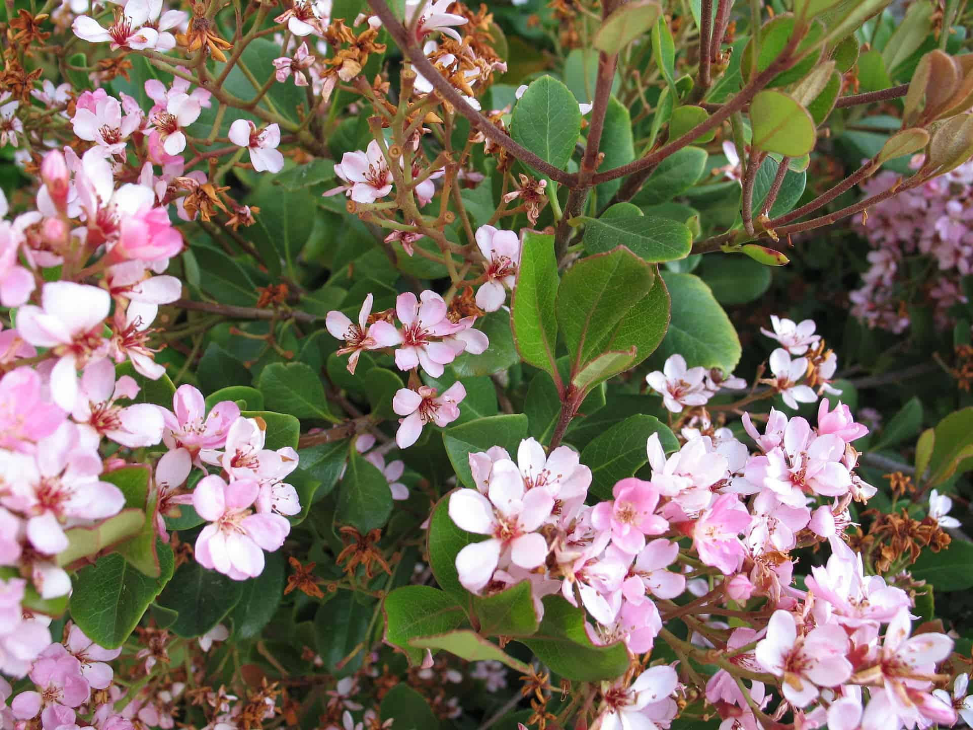 Indian Hawthorn - Desert Horizon Nursery
