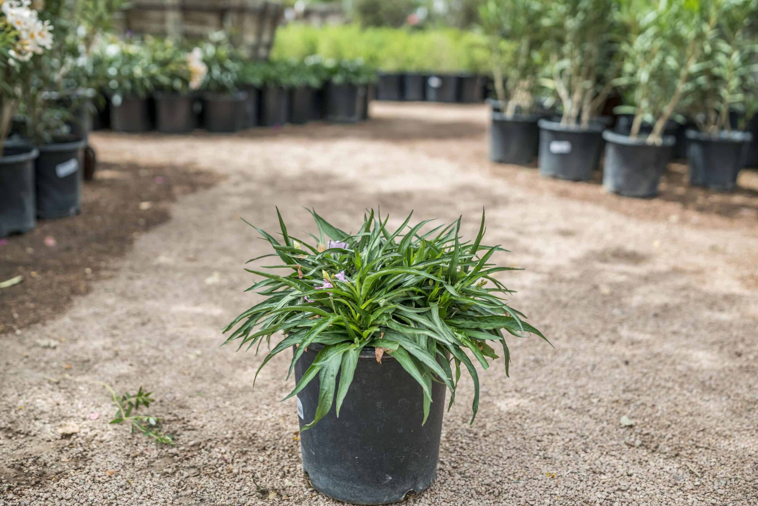 Katie Ruellia Pink - Desert Horizon Nursery