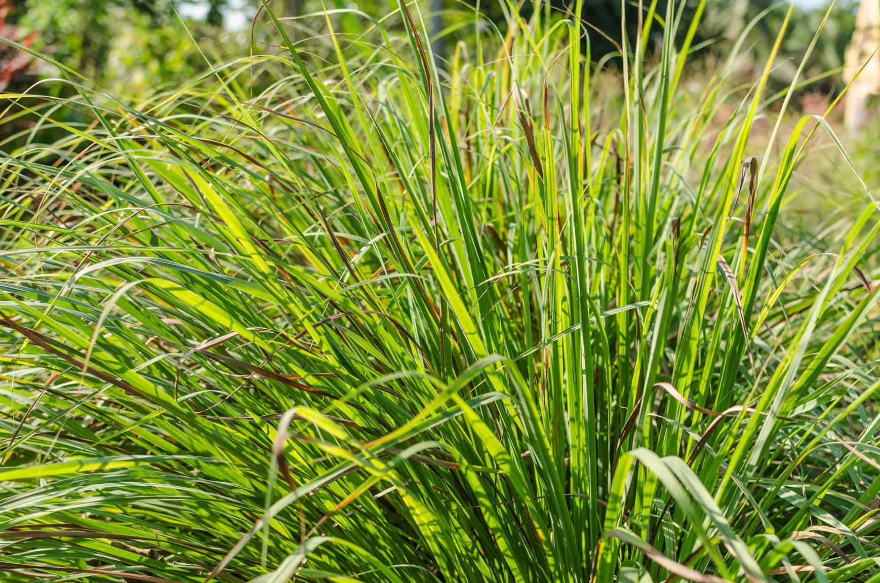 Lemon Grass - Desert Horizon Nursery