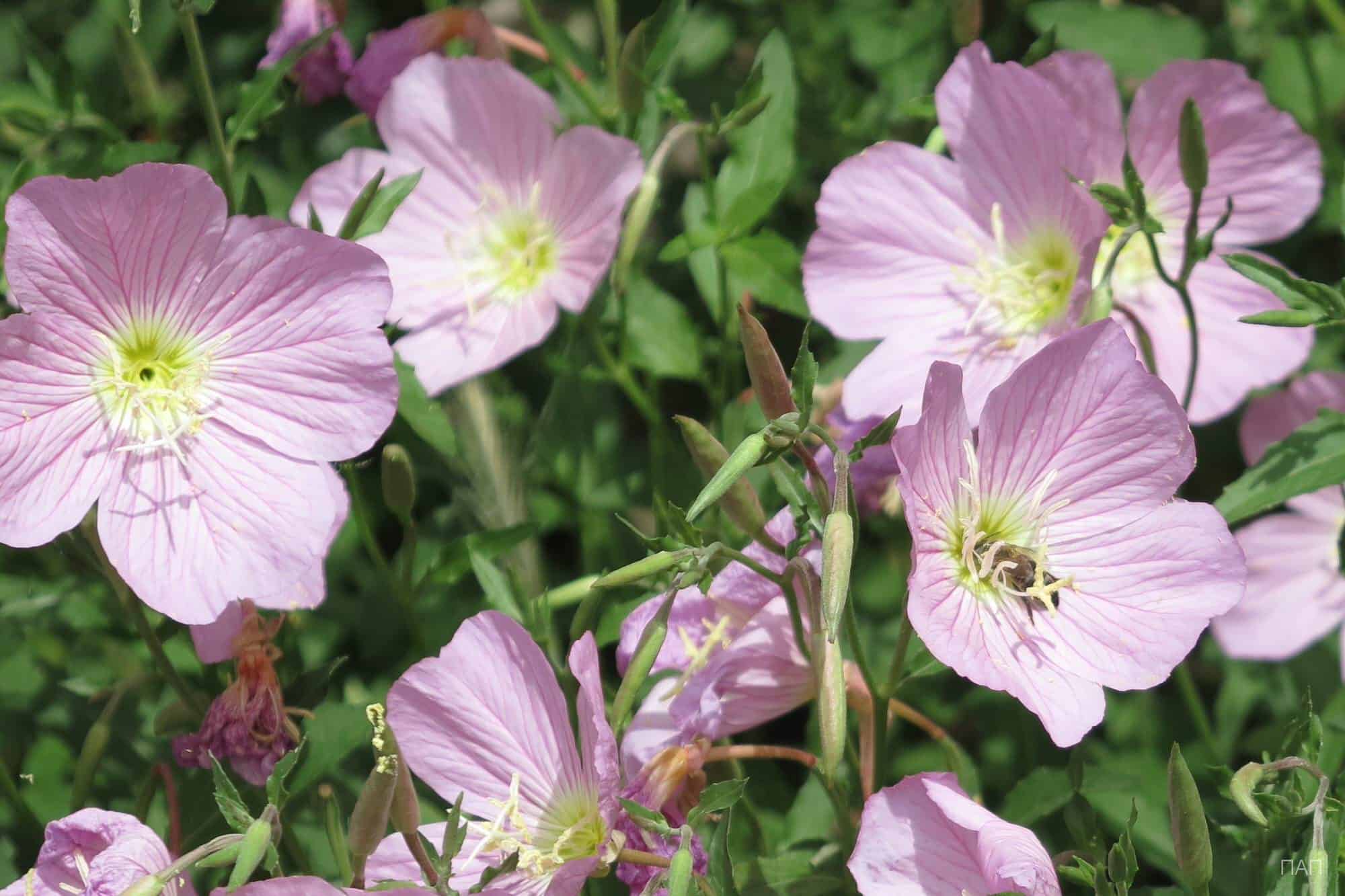 Mexican Evening Primrose - Desert Horizon Nursery