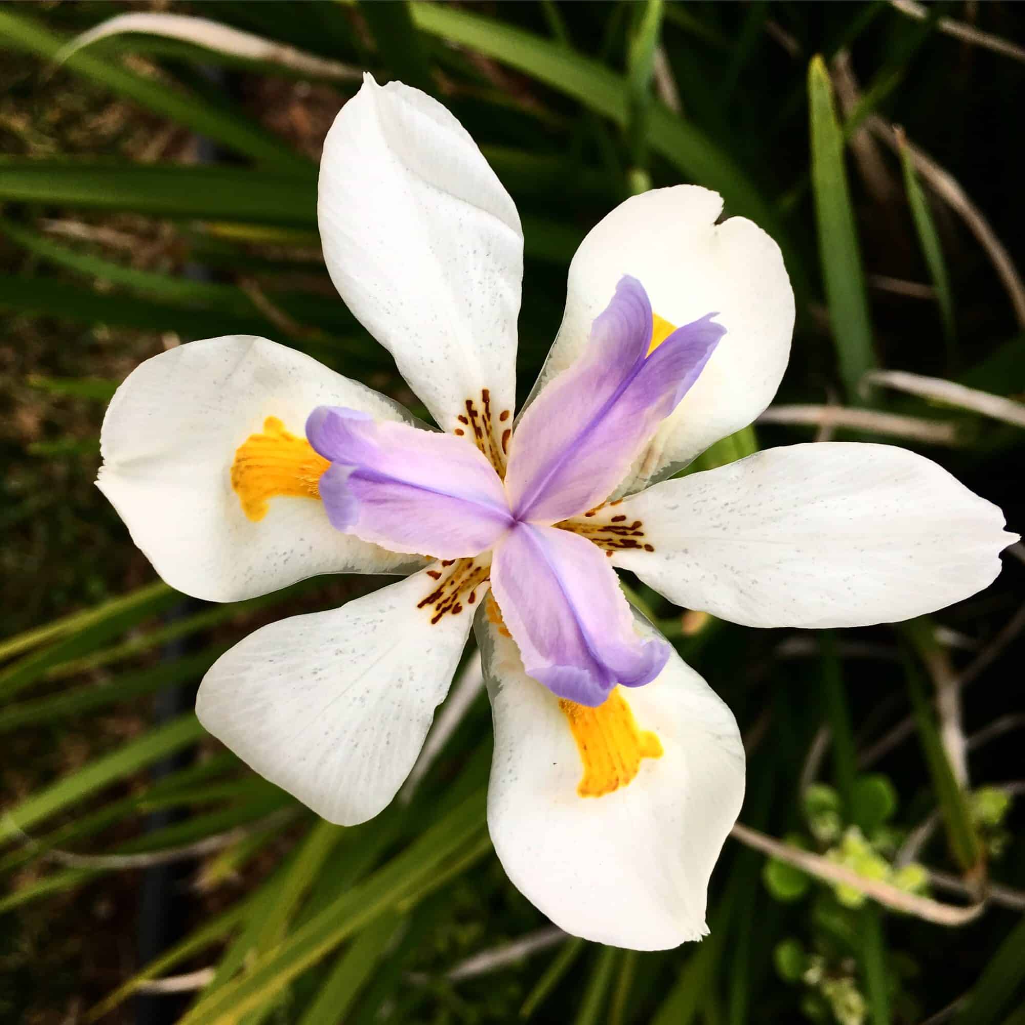 Moraea Iris - Desert Horizon Nursery