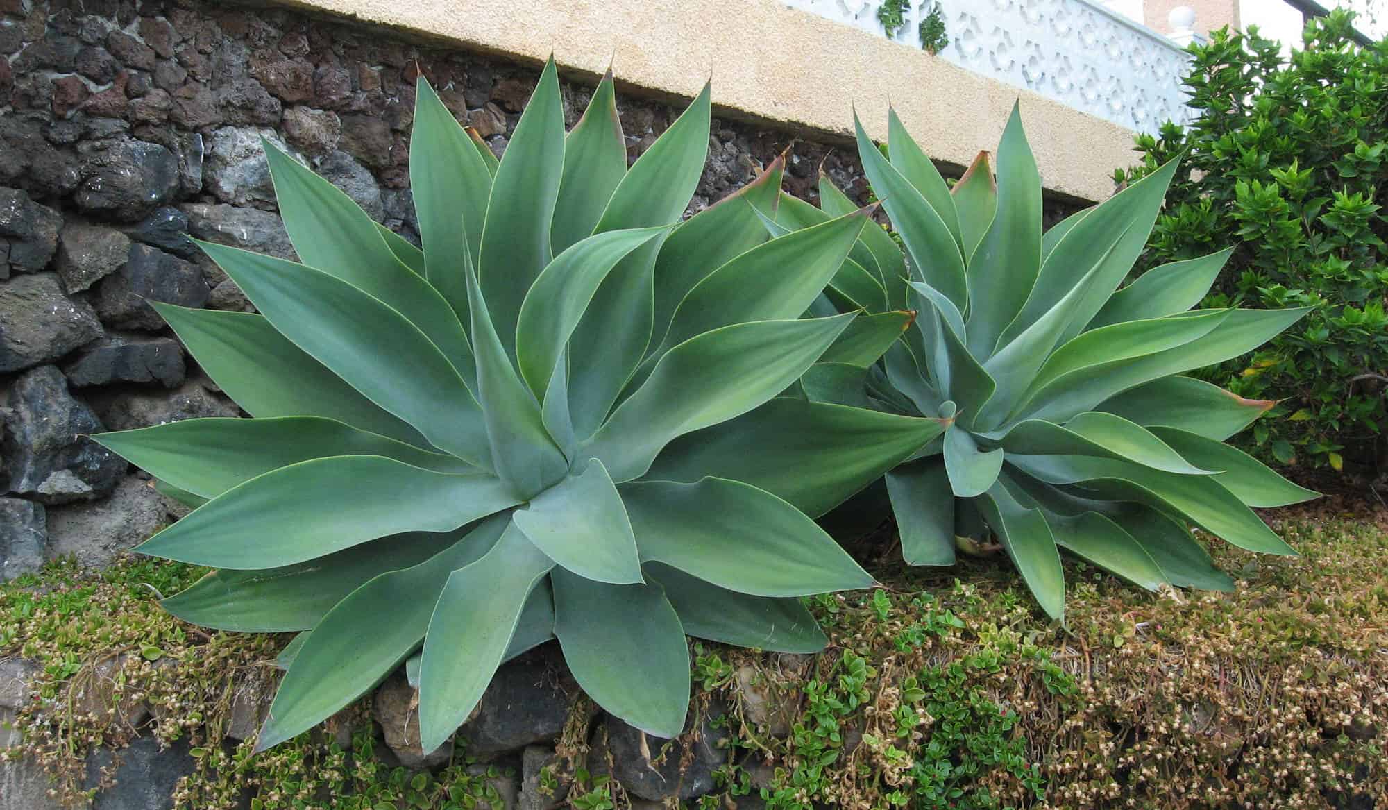 Nova Agave - Desert Horizon Nursery