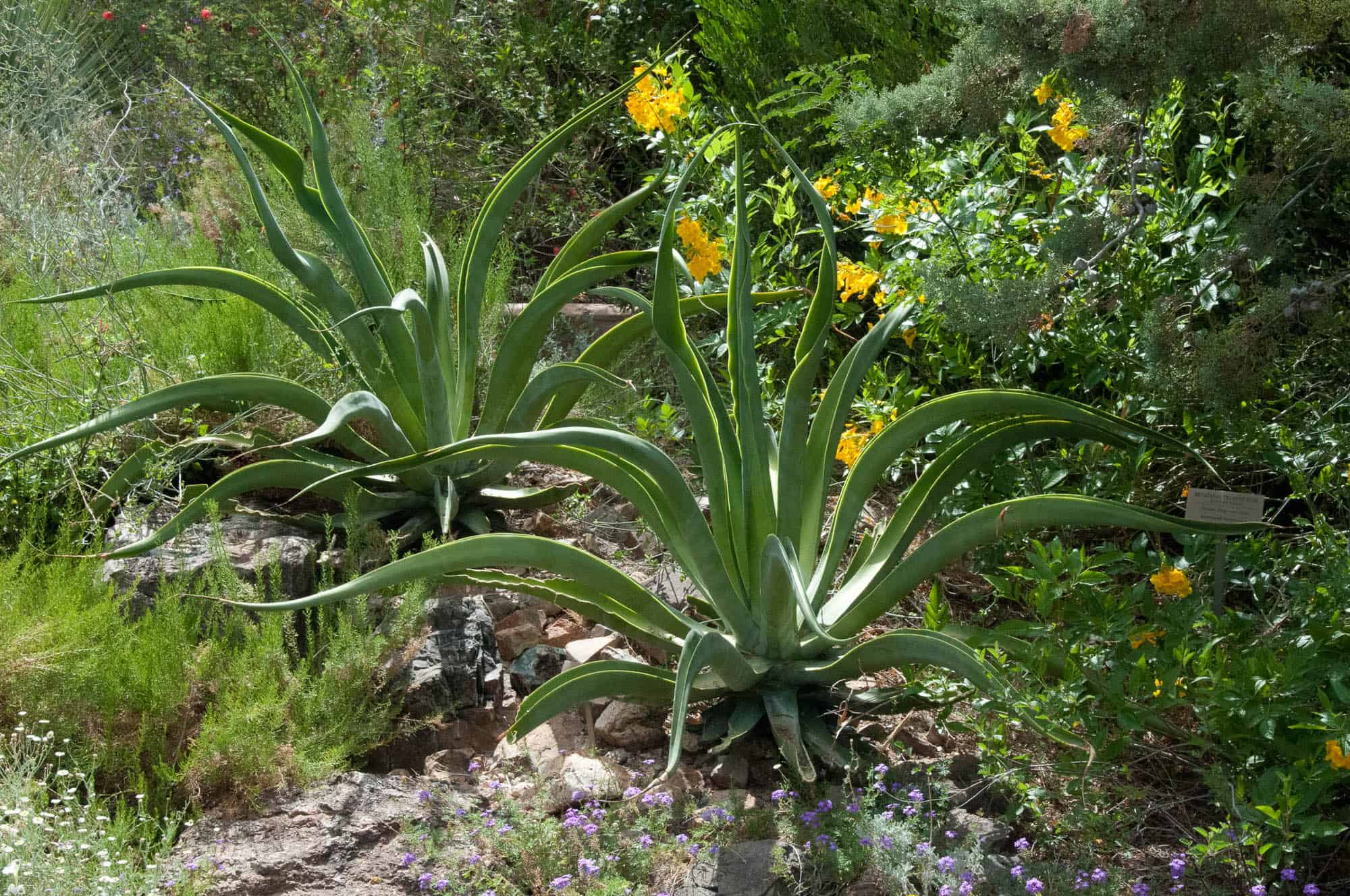 Octopus Agave - Desert Horizon Nursery
