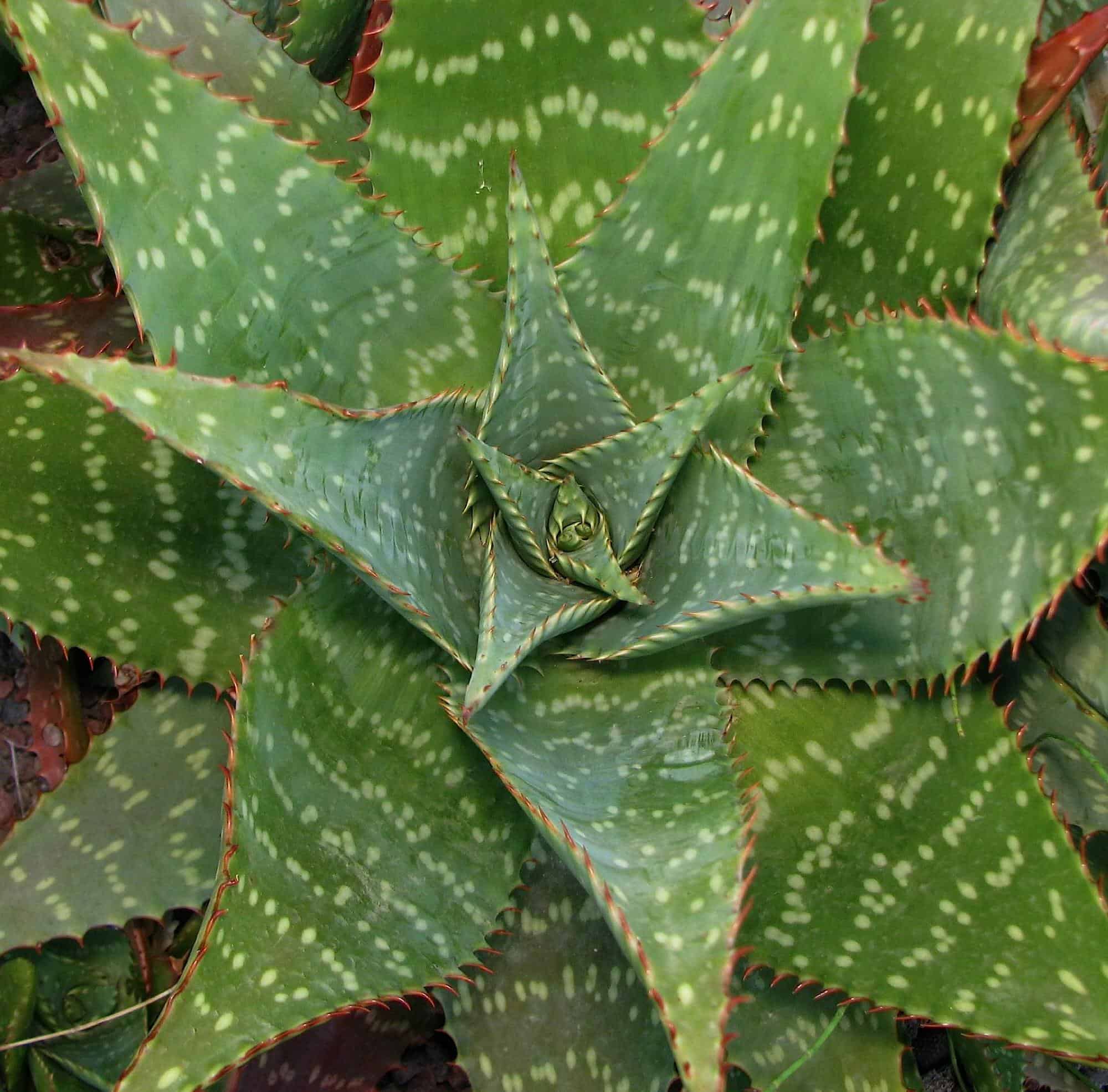 Tiger Aloe - Desert Horizon Nursery