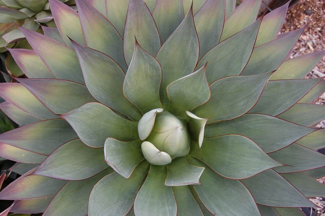 Agave Attenuata Red - Desert Horizon Nursery