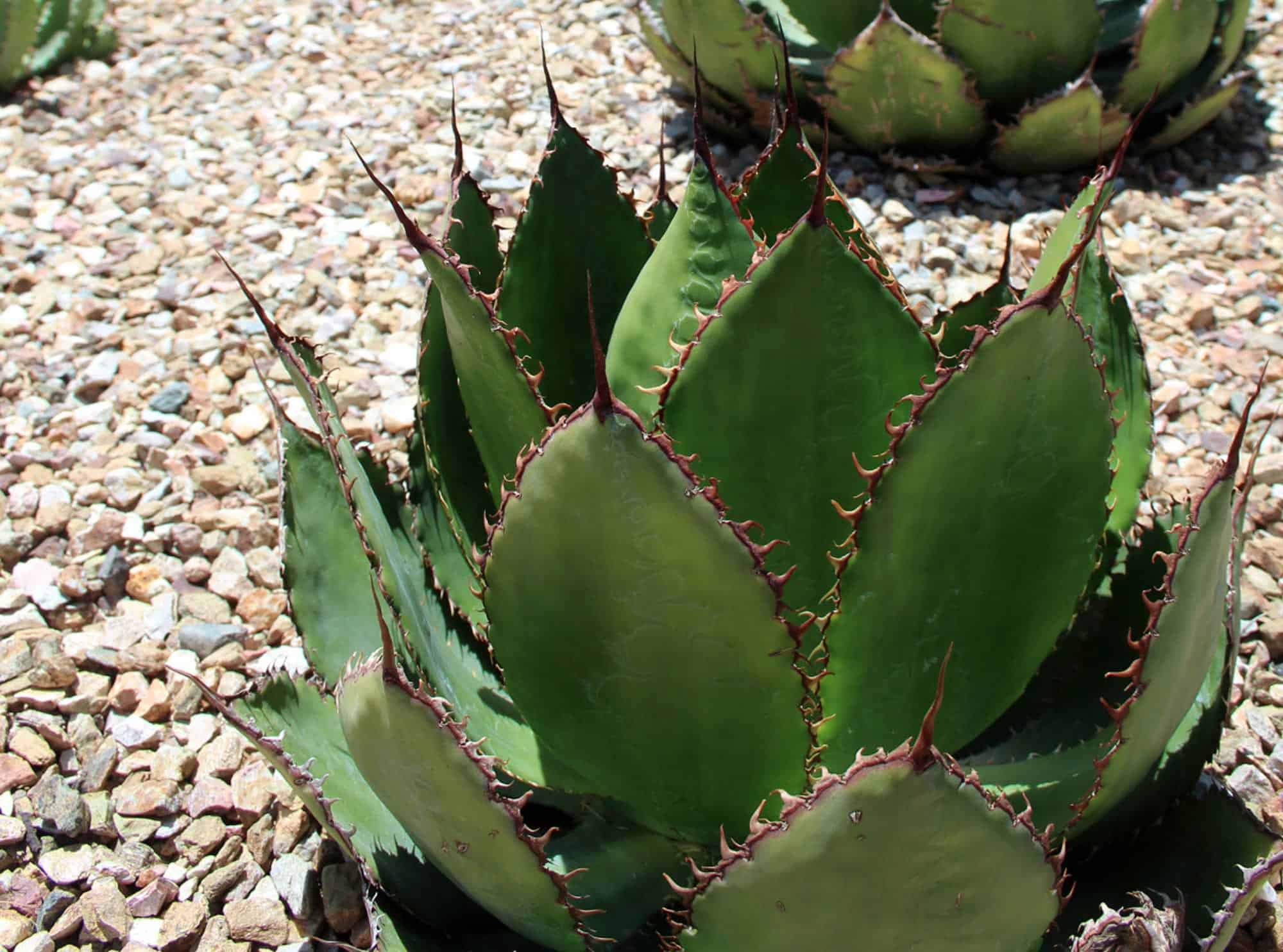 Cow Horn Agave - Desert Horizon Nursery