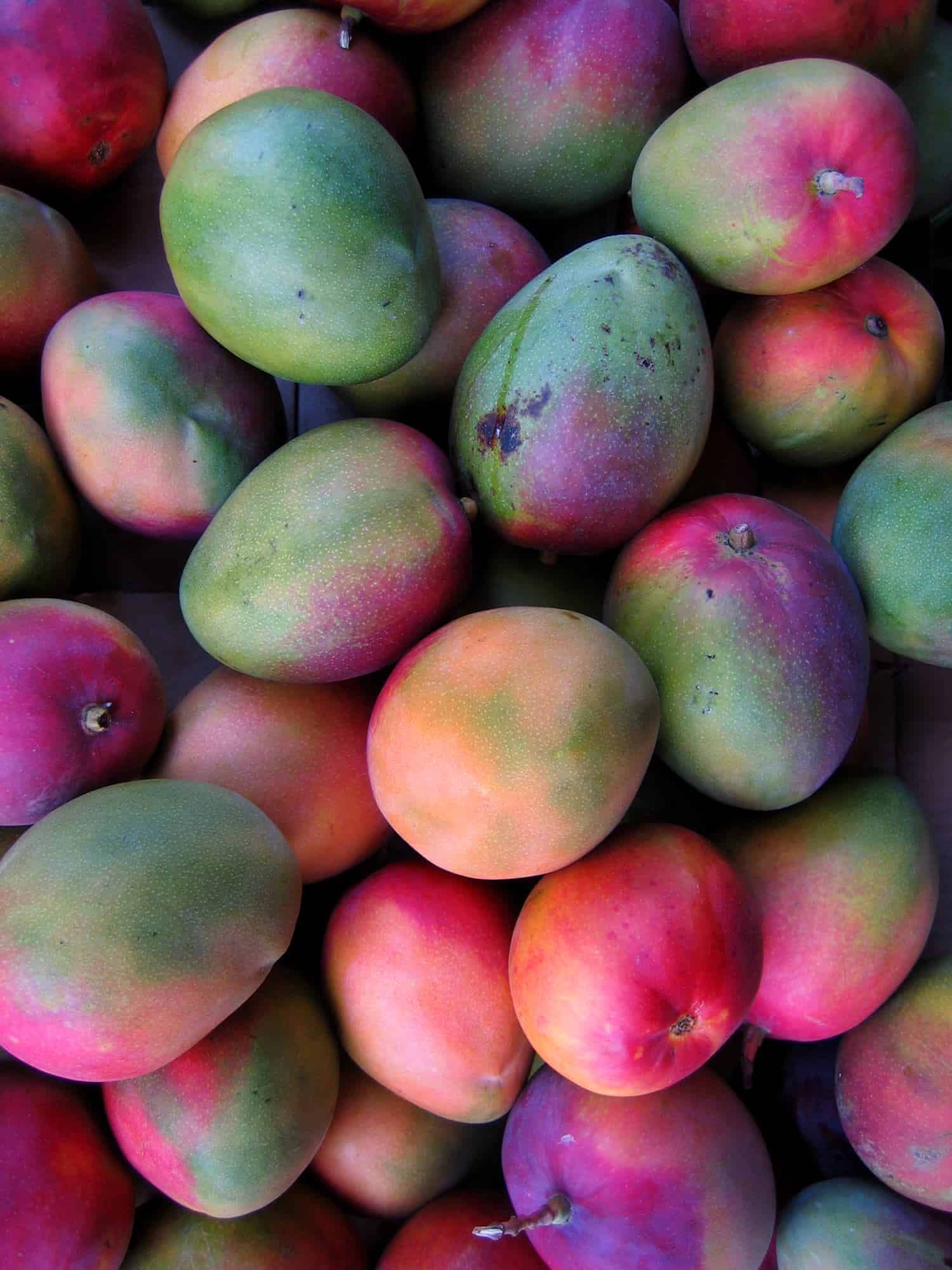 Cogshall Mango - Desert Horizon Nursery