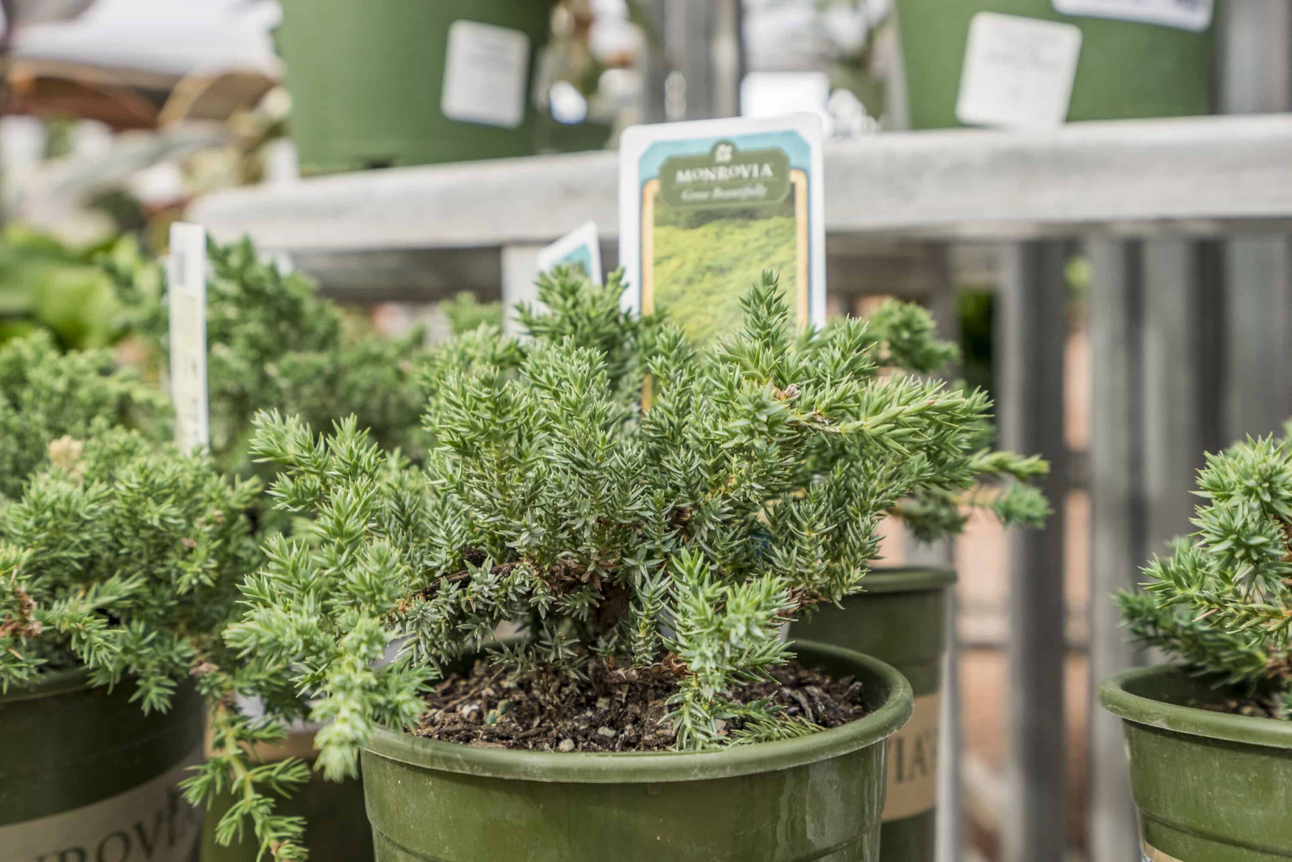 Dwarf Japanese Garden Juniper - Desert Horizon Nursery
