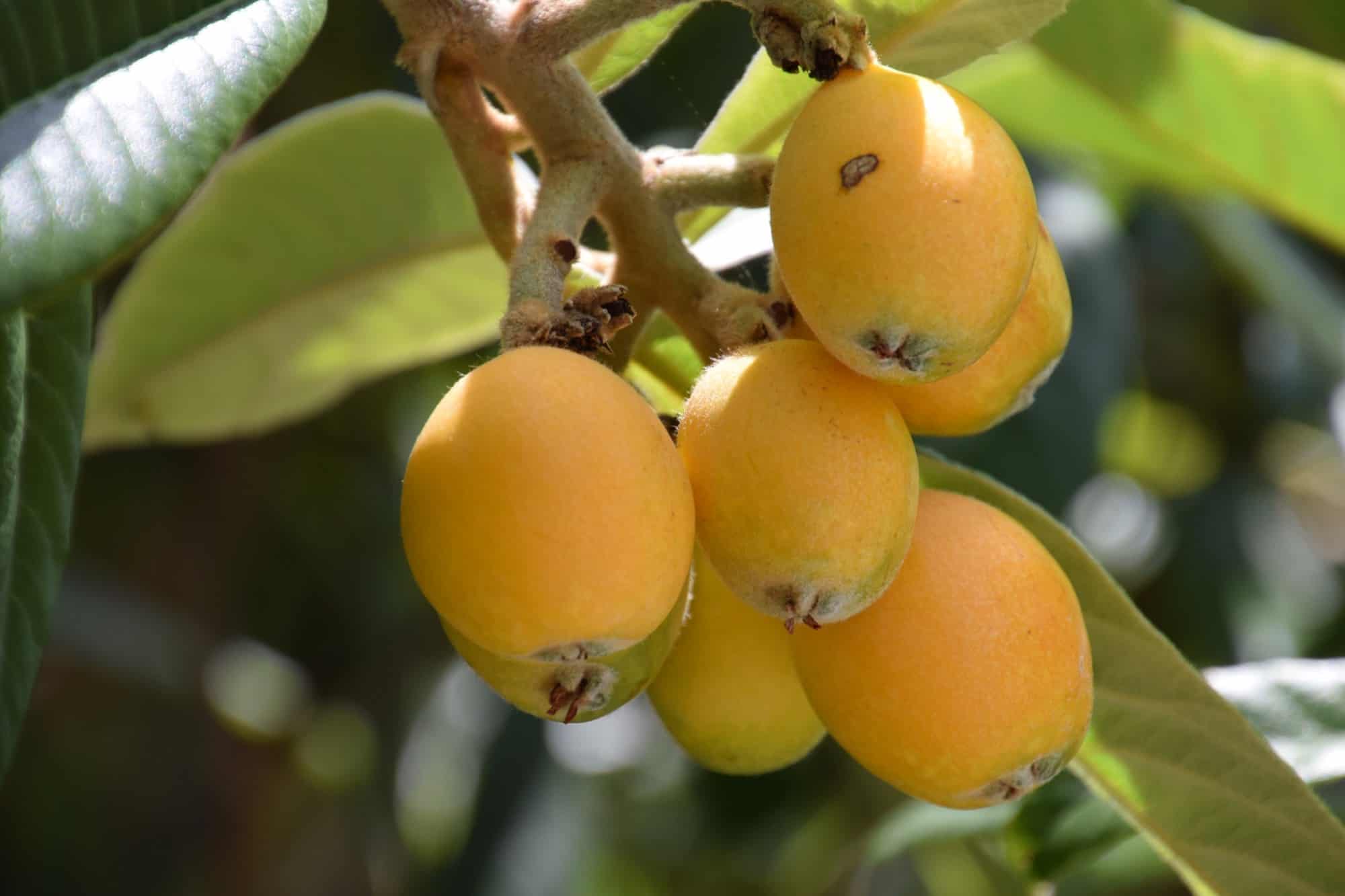 Loquat Sherry - Desert Horizon Nursery