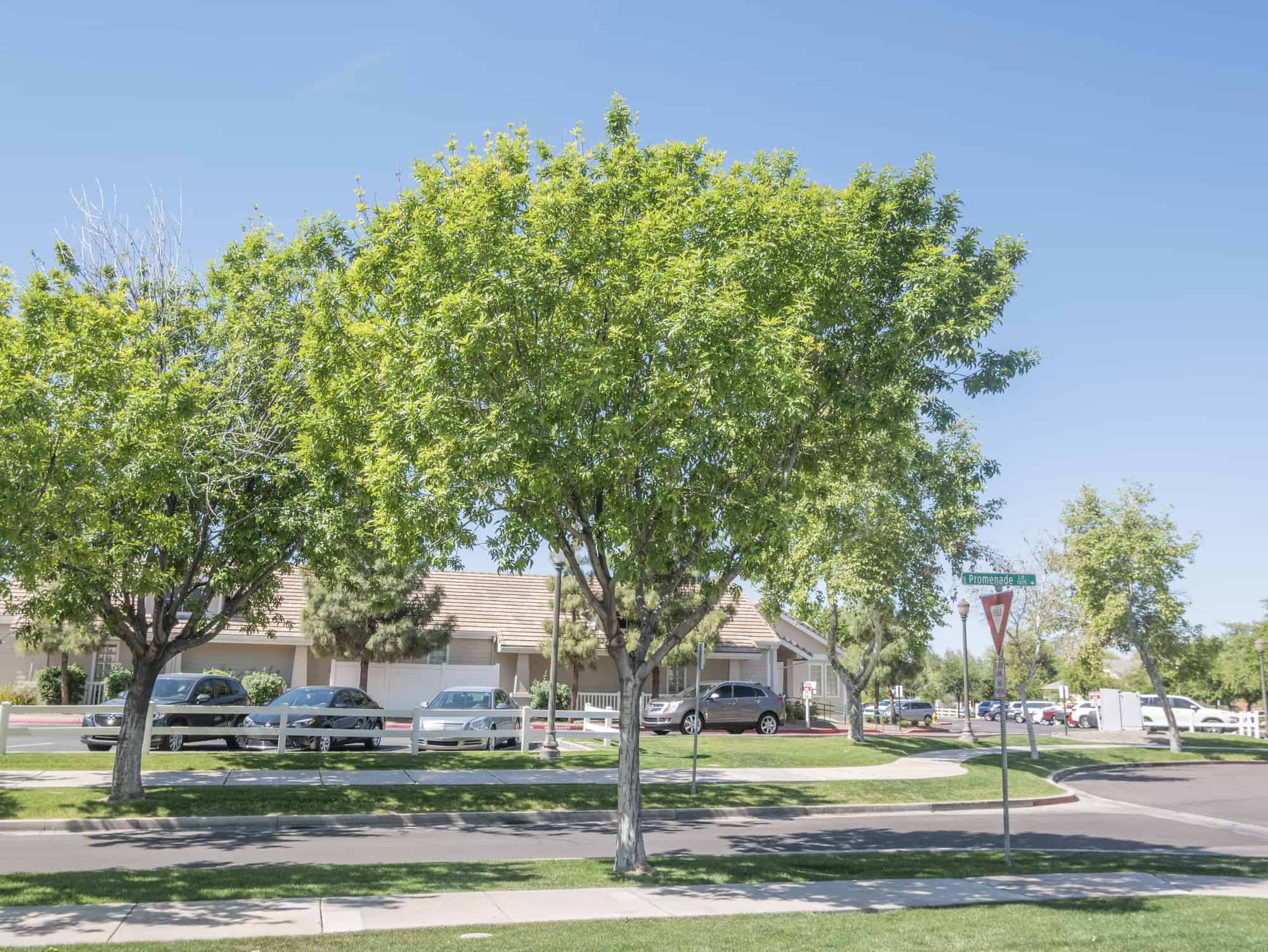 Fan Tex Ash - Desert Horizon Nursery