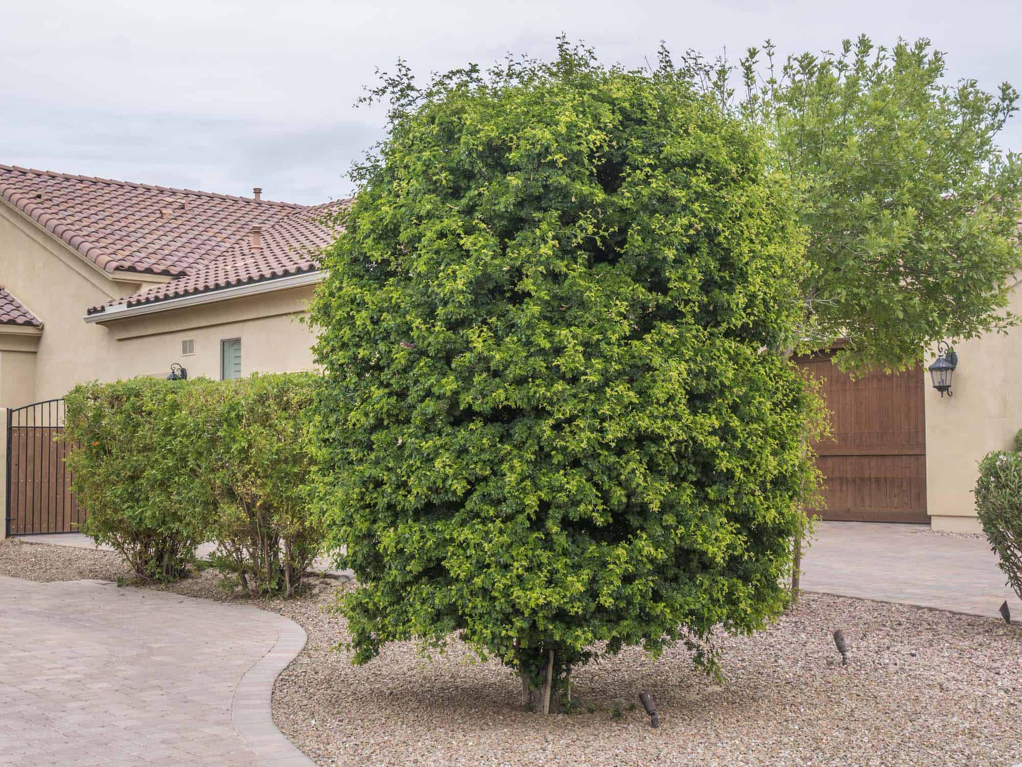 Ficus Tree - Desert Horizon Nursery