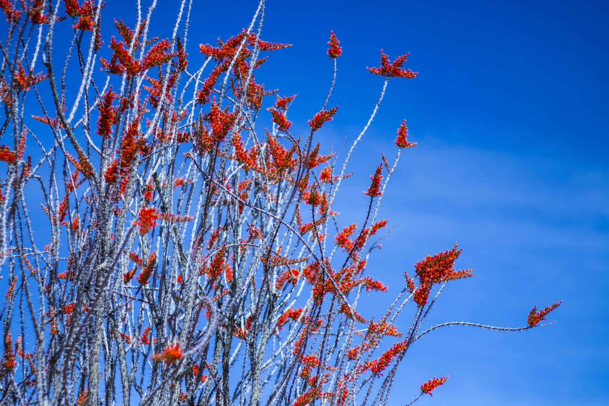 Ocotillo - Desert Horizon Nursery