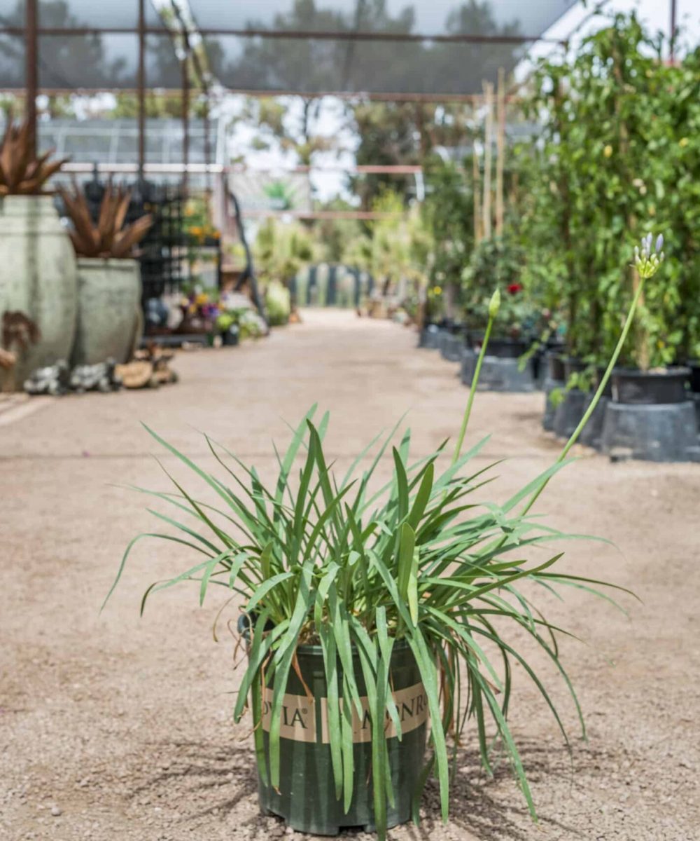 Lily of the Nile Storm Cloud - Desert Horizon Nursery